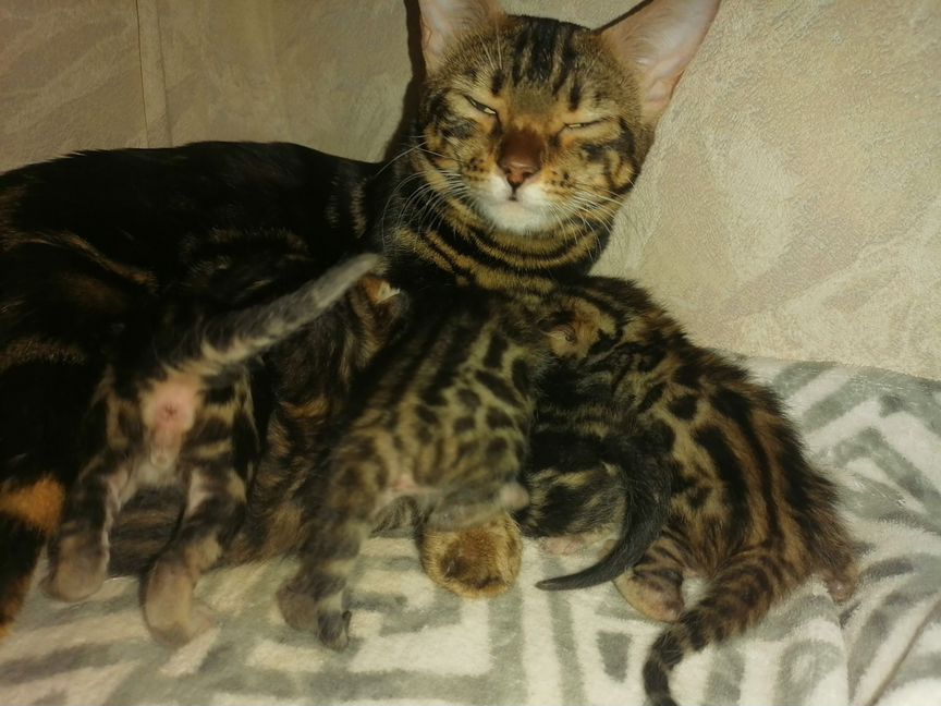Бенгальские котята