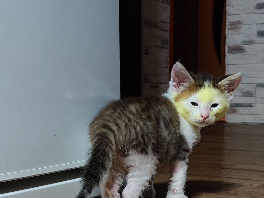 Отдам бесплатно в добрые руки