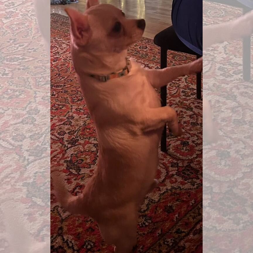 Чихуахуа, щенок