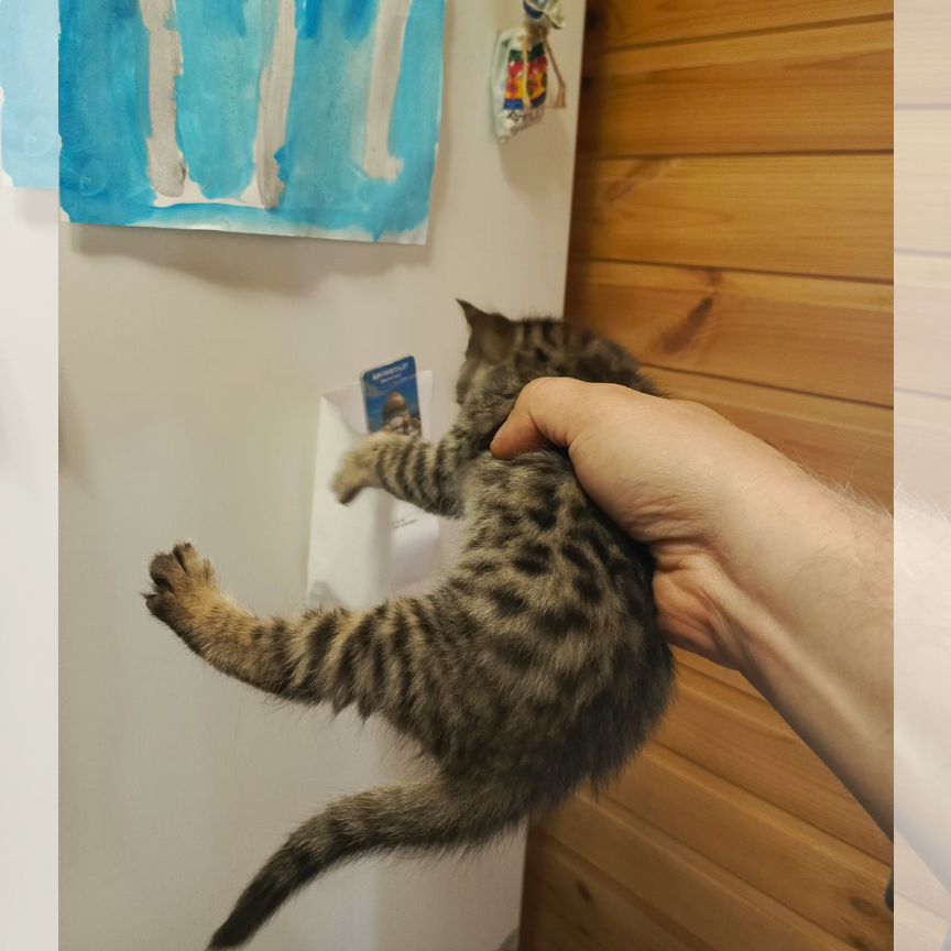 Бенгальские котята