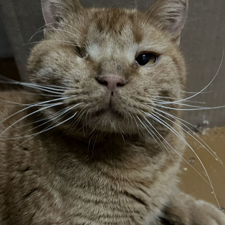 Кот
