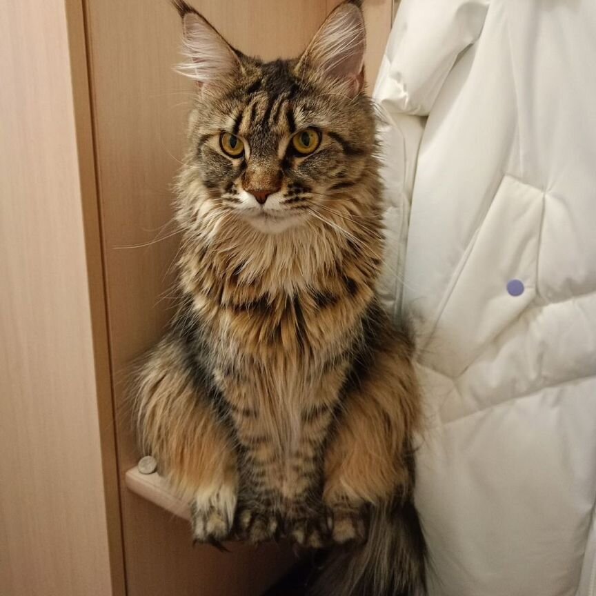 Мейн-кун котёнок