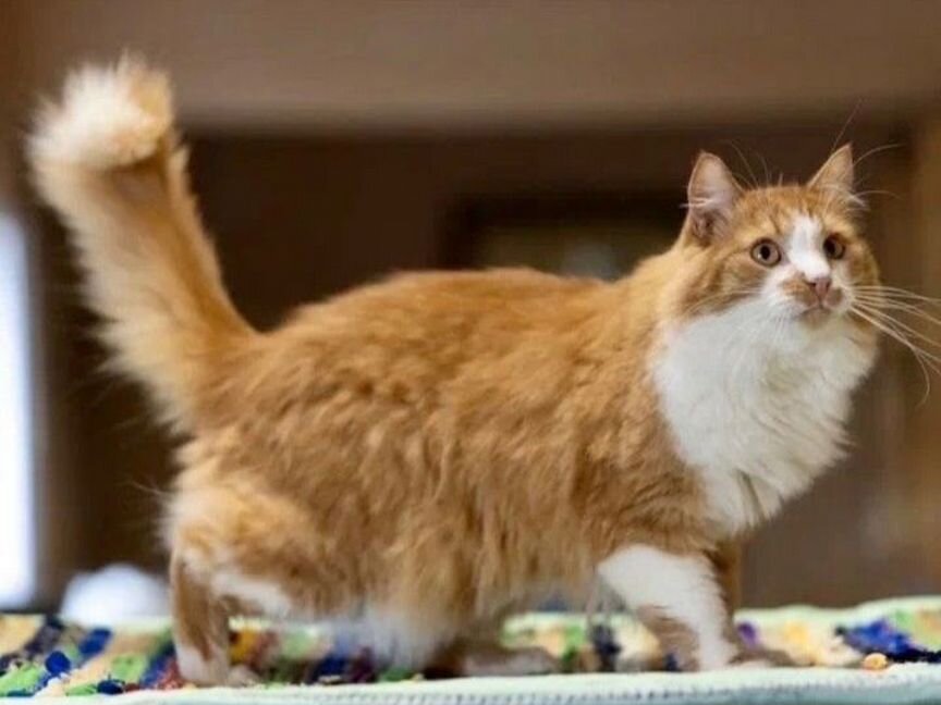 Котик в добрые руки