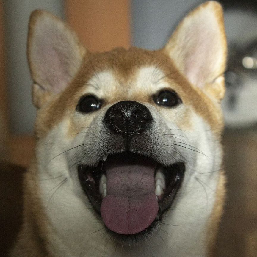 Сиба-ину вязка