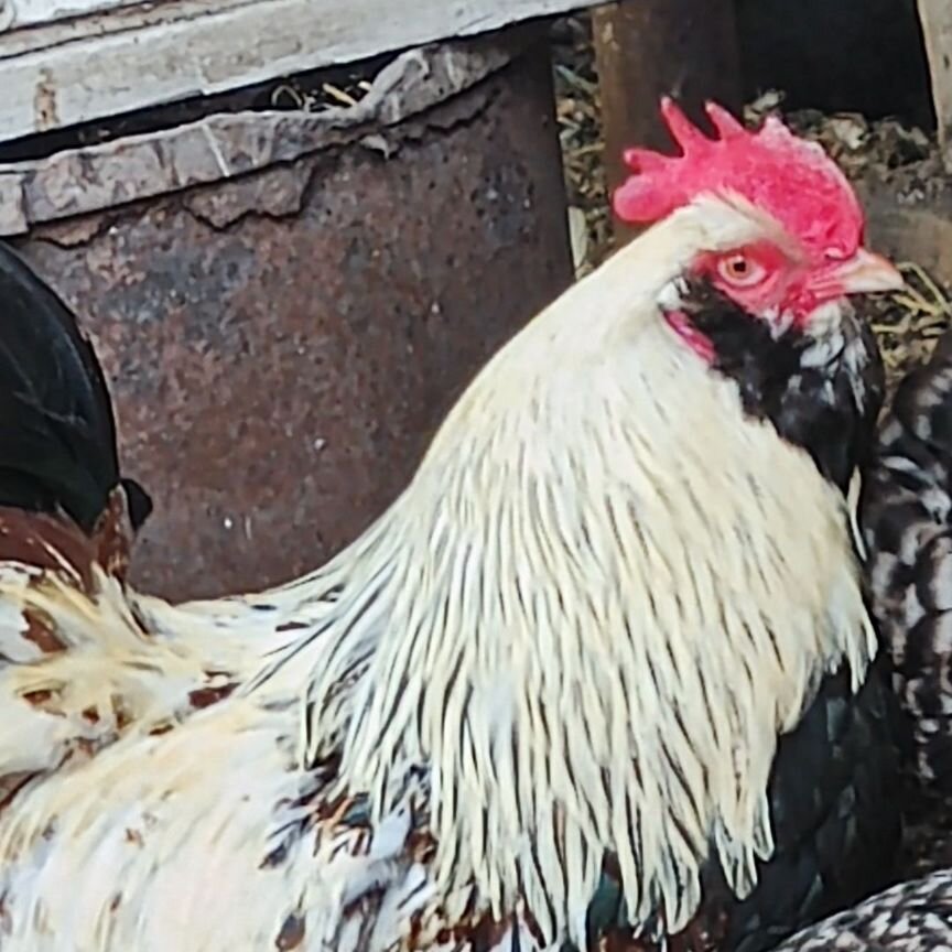 Молодые петухи