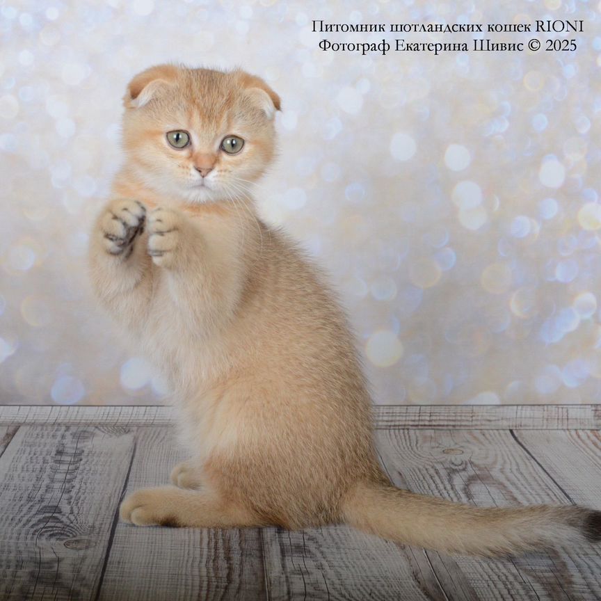 Шотландские вислоухие котята