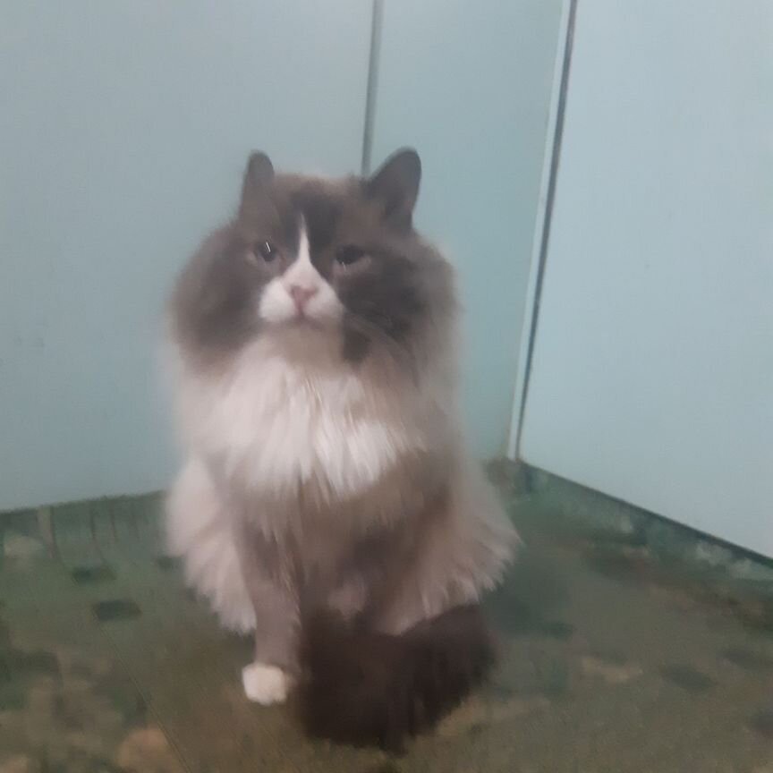 Отдам в хорошие руки молоденького котика