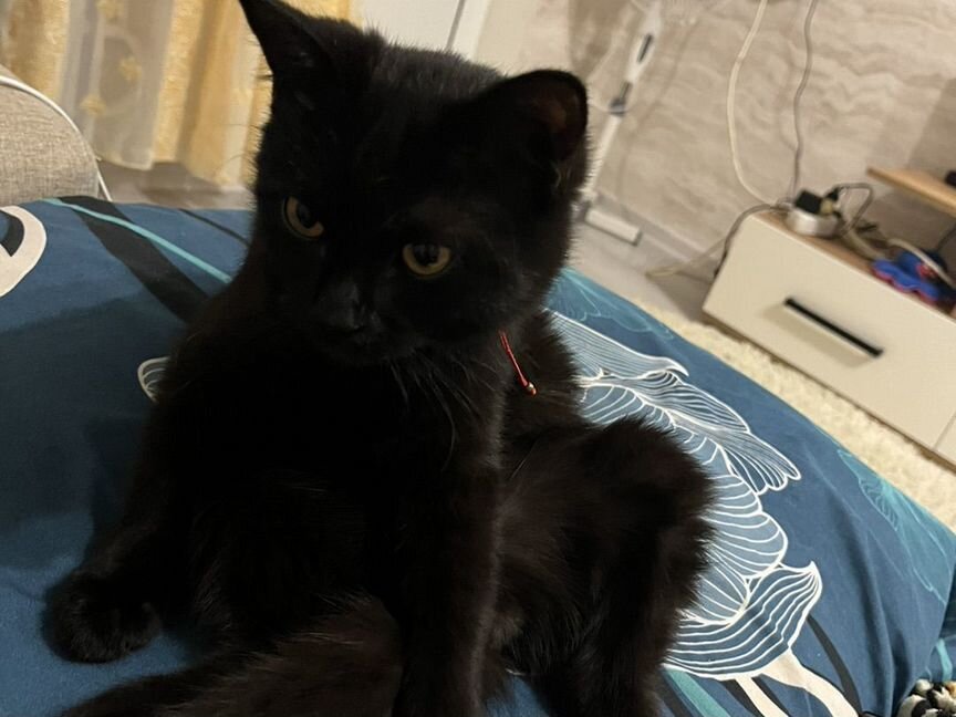 Котик в добрые руки