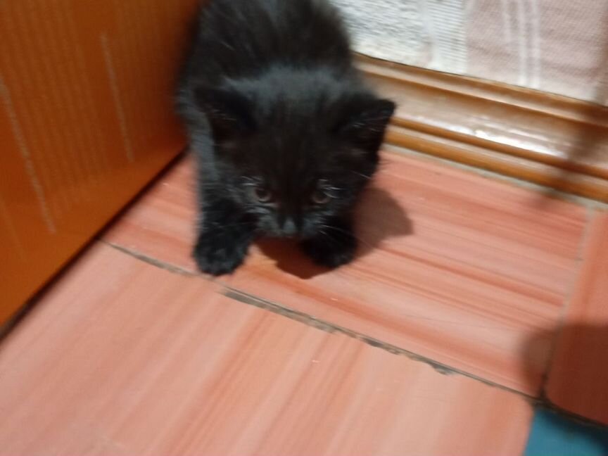 Котенок в добрые руки бесплатно