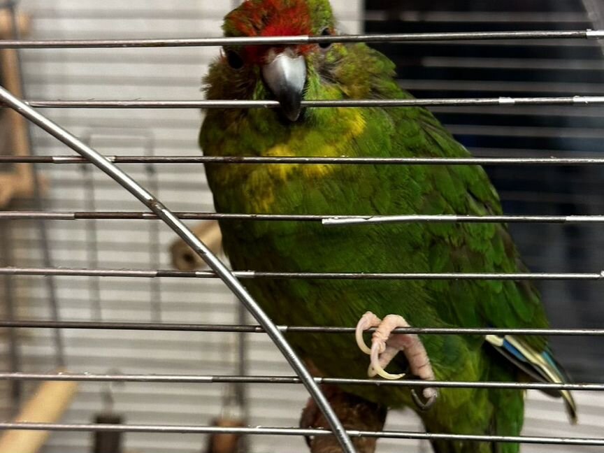 Попугай Какарик