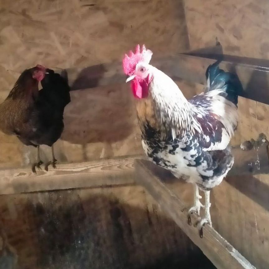 Петух на племя