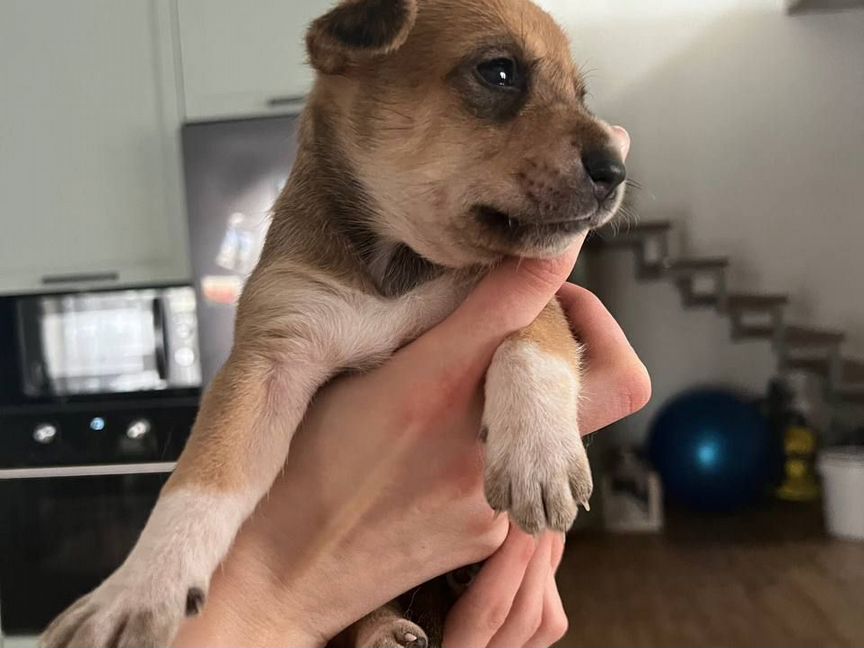 Щенок Джинни, изящная девочка среднего размера