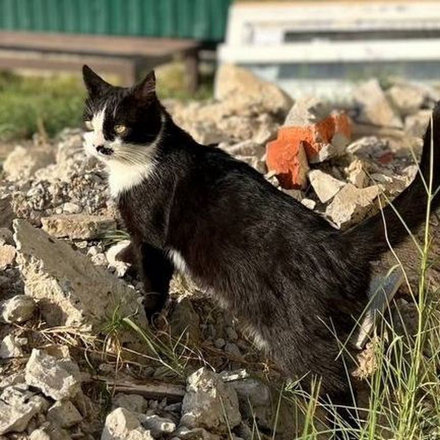 Кот Ларсик ищкт дом