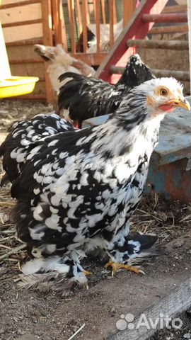 Куры карликовый кохинхин окрас мраморный