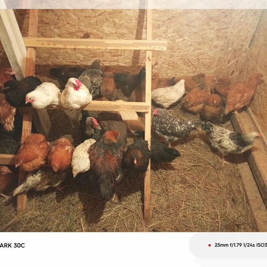 Куры молодки несушки домашние