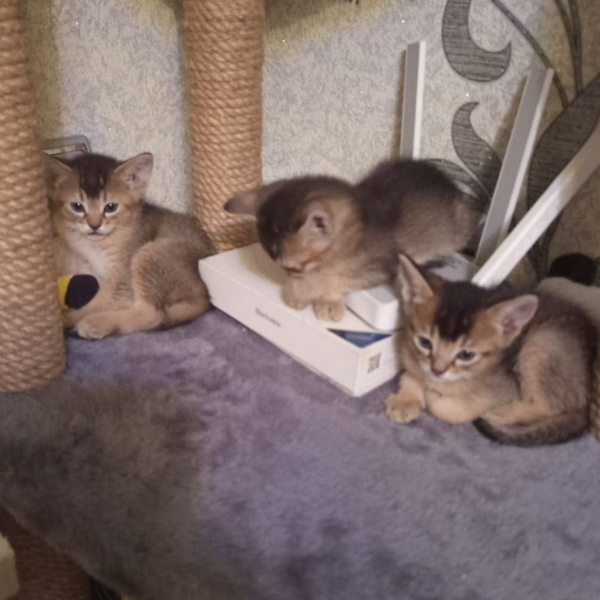 Абиссинский котёнок