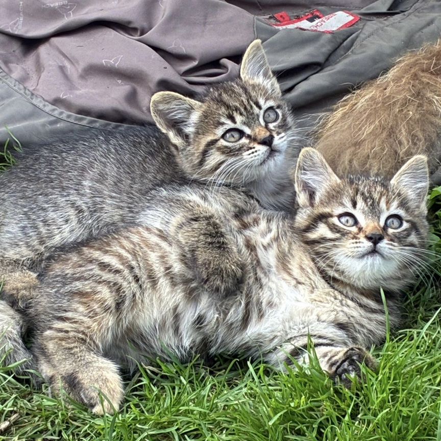 Котята в добрые руки бесплатно