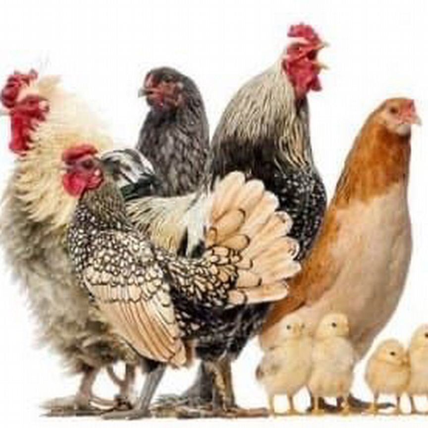 Куры несушки оптом