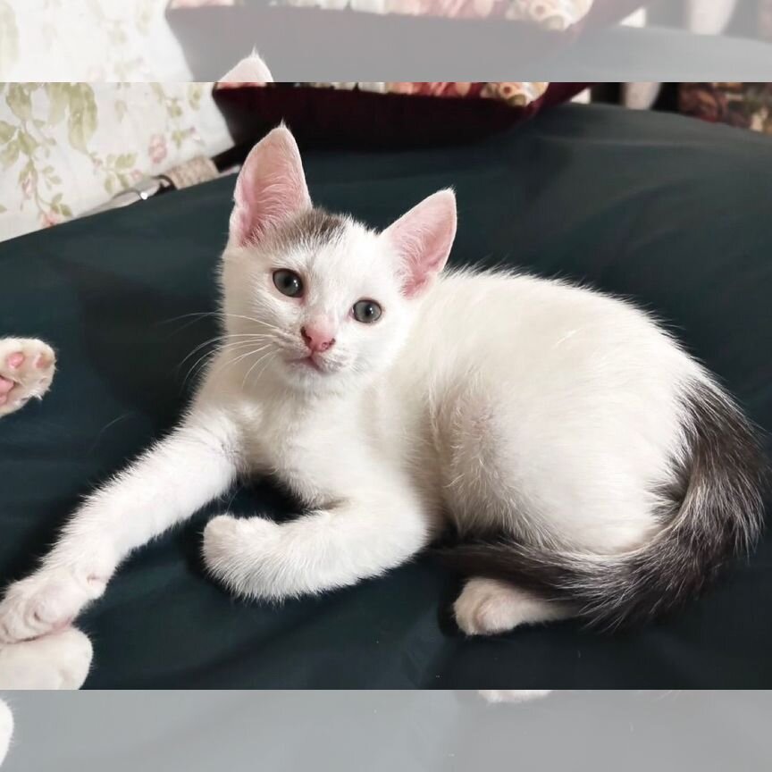 Белый котенок