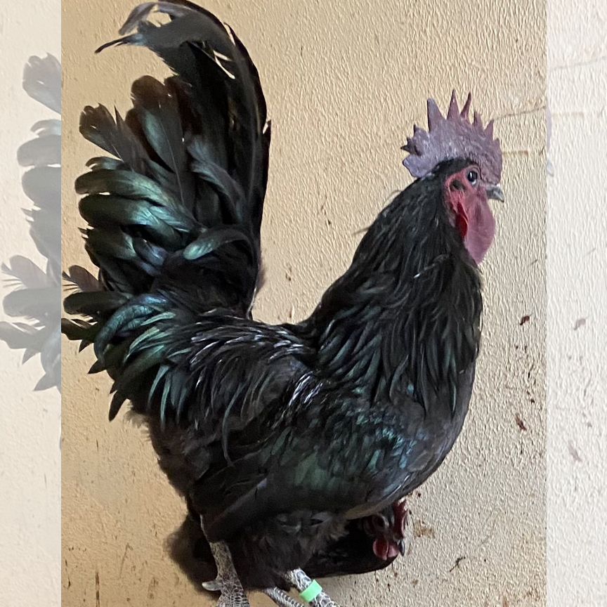 Петух ухейилюй