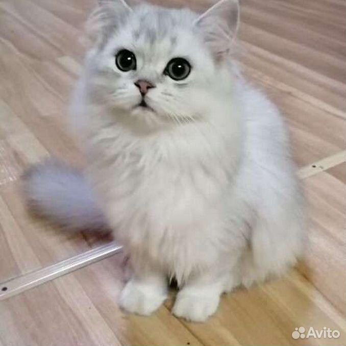 Шиншилловый котик