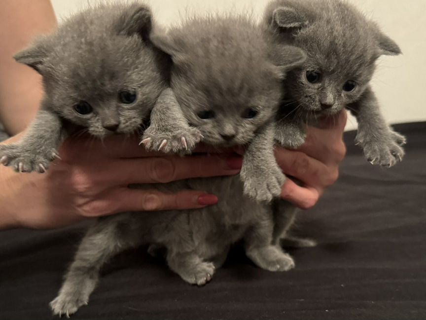 Шотландская вислоухая котята