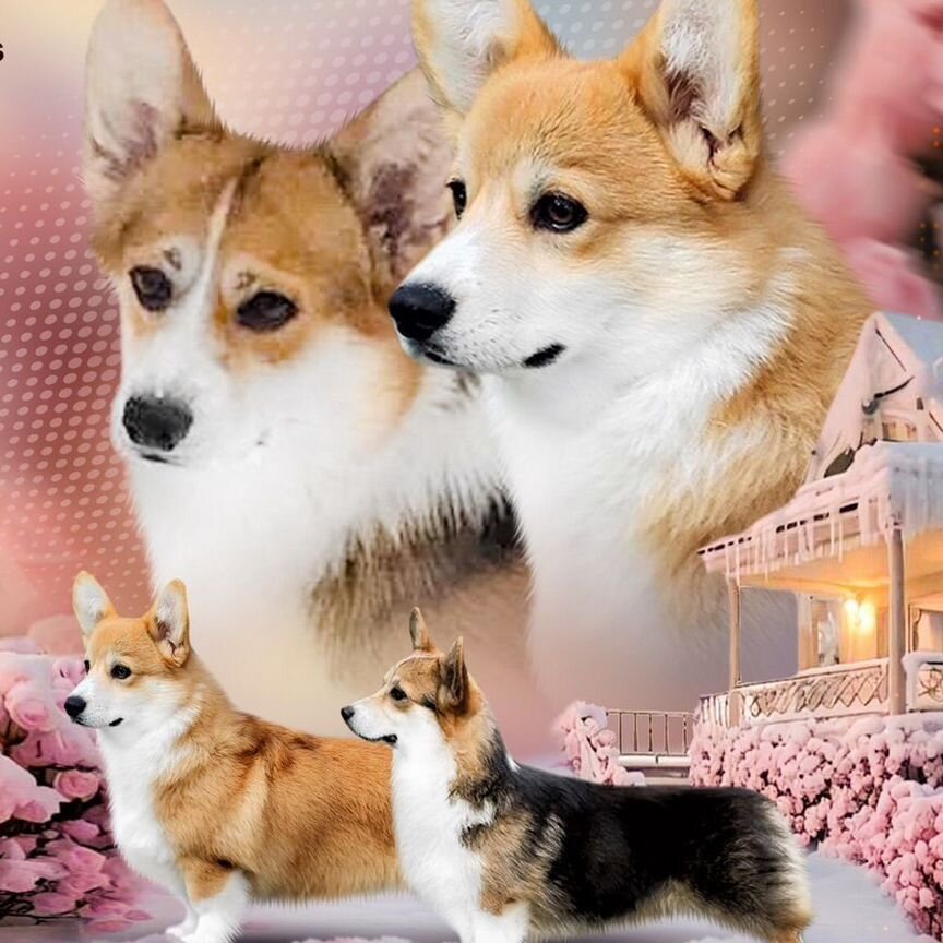 Щенки корги пемброк