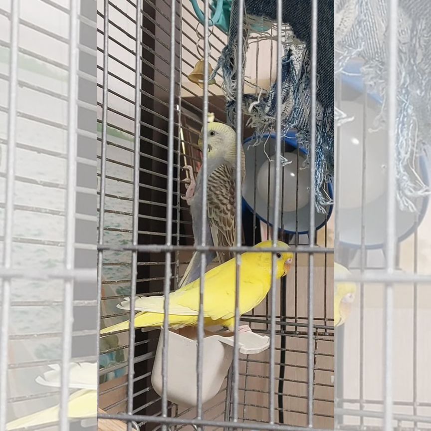 Волнистый попугай с клеткой