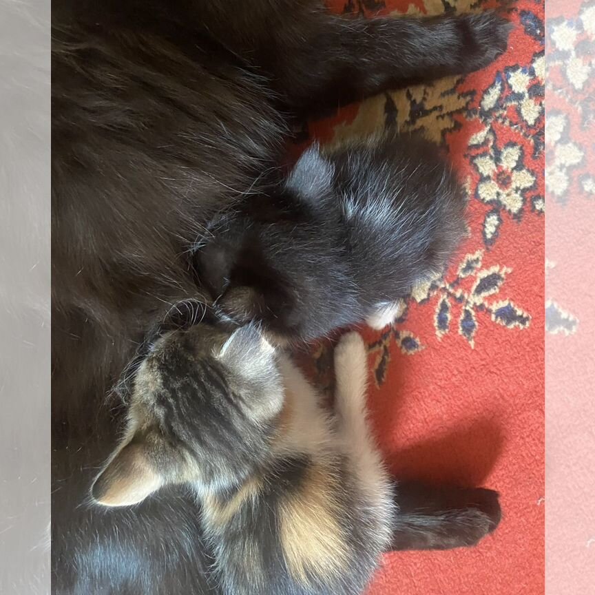 Котята в добрые руки даром