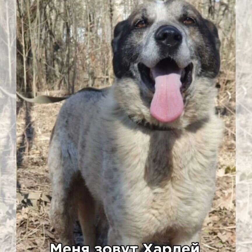 Собака в добрые руки Харлей