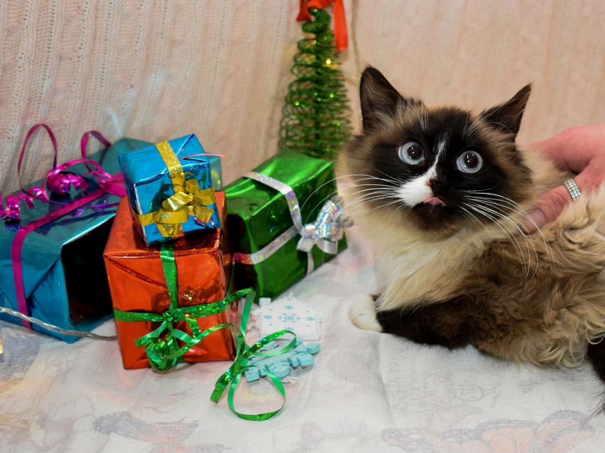 Кошечка Совунья