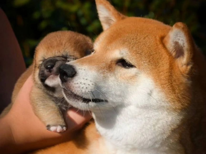 Сиба ину малыши