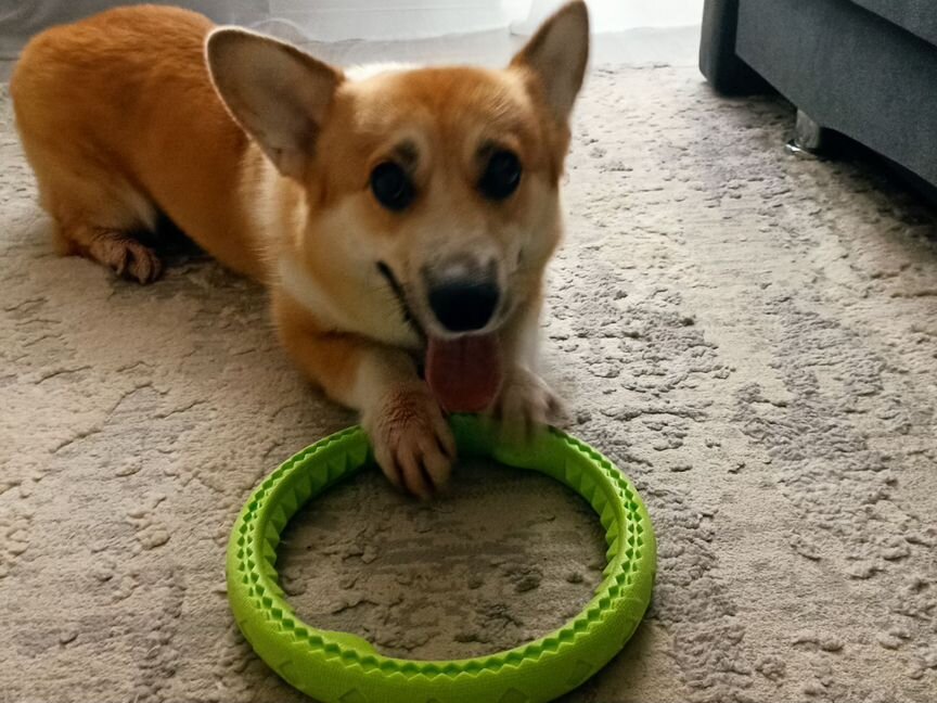 В добрые руки