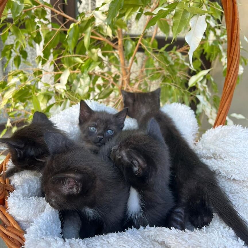 Отдам котят в добрые руки