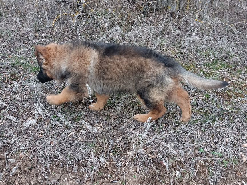 Собака немецкая овчарка