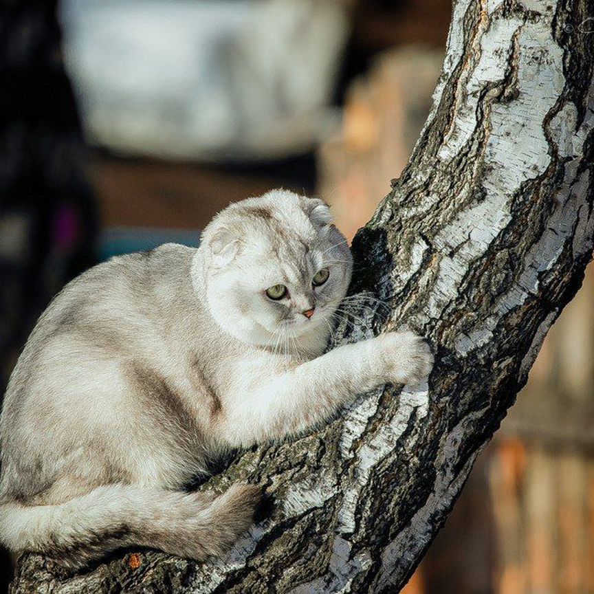 Кот скоттиш фолд, кастрат