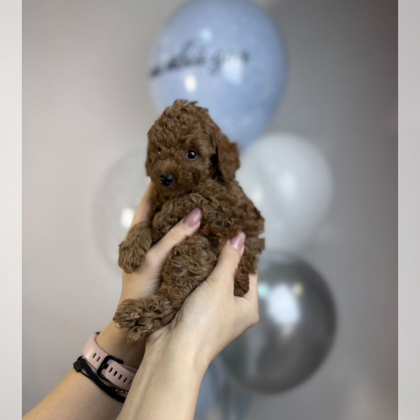 Той-пудель, щенок