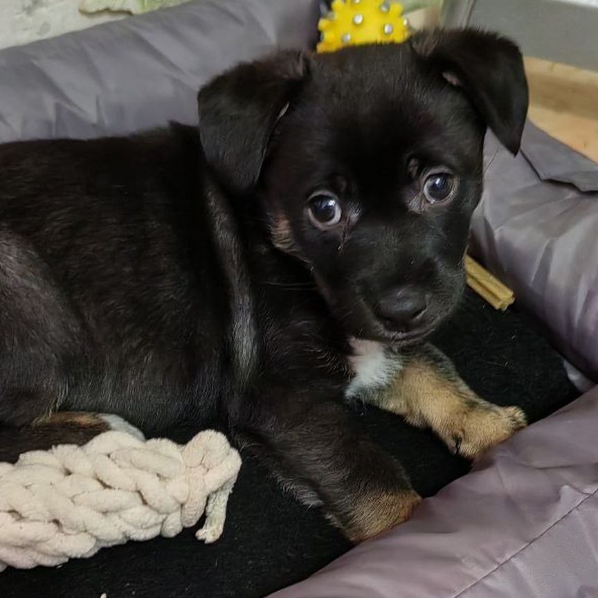 Щенок в добрые руки