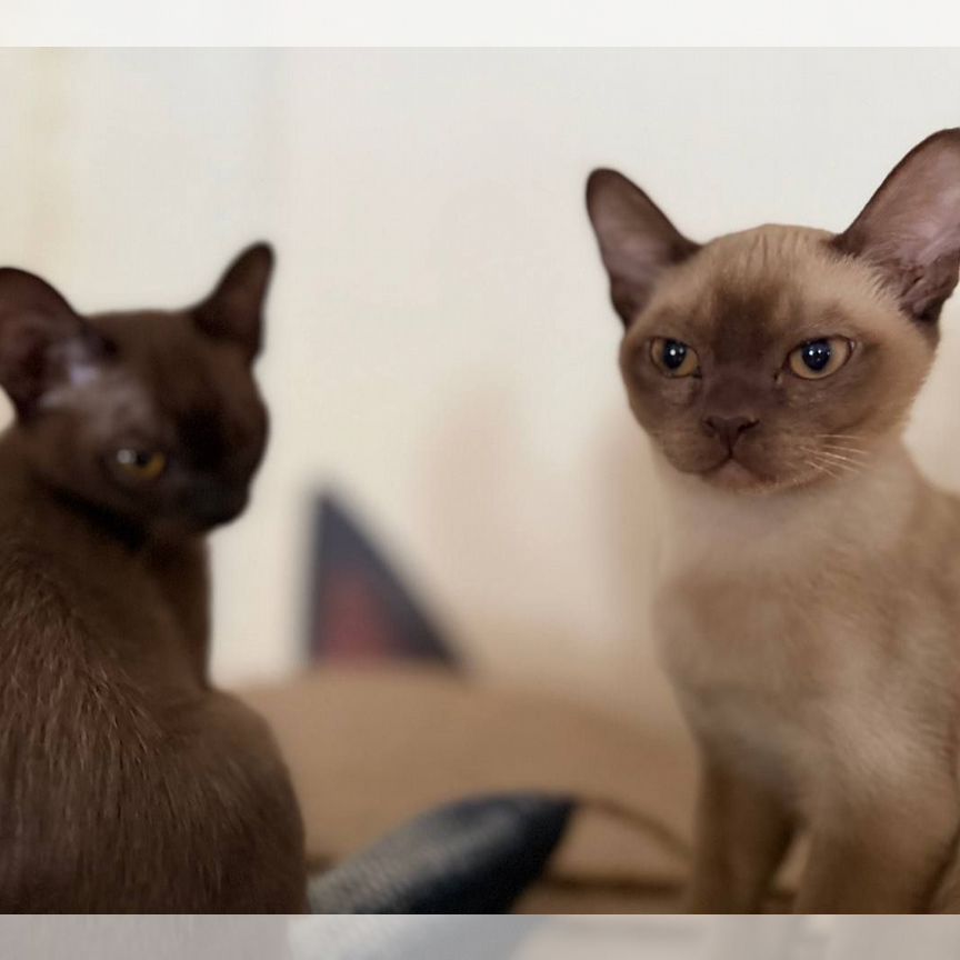 Европейский бурманский котёнок