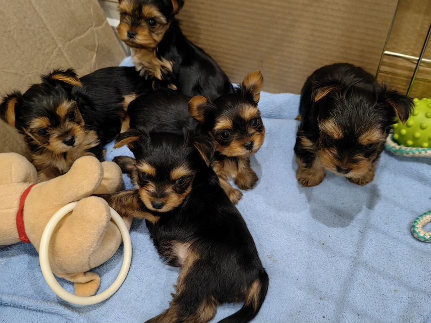 Йоркширский терьер щенки