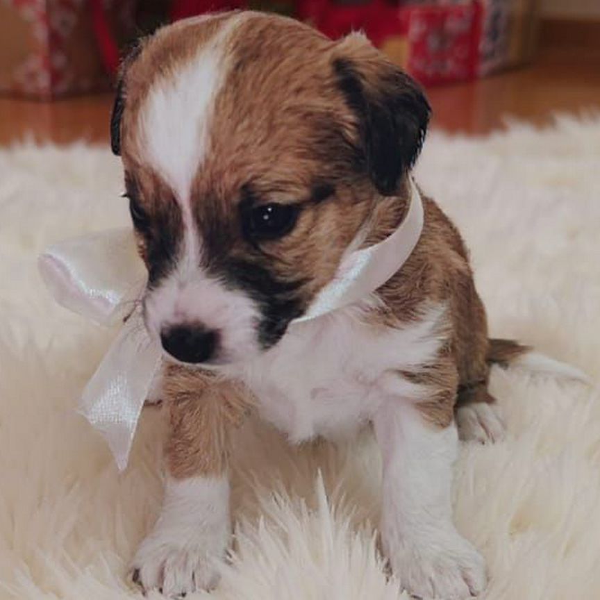 Джек-рассел-терьер, щенок