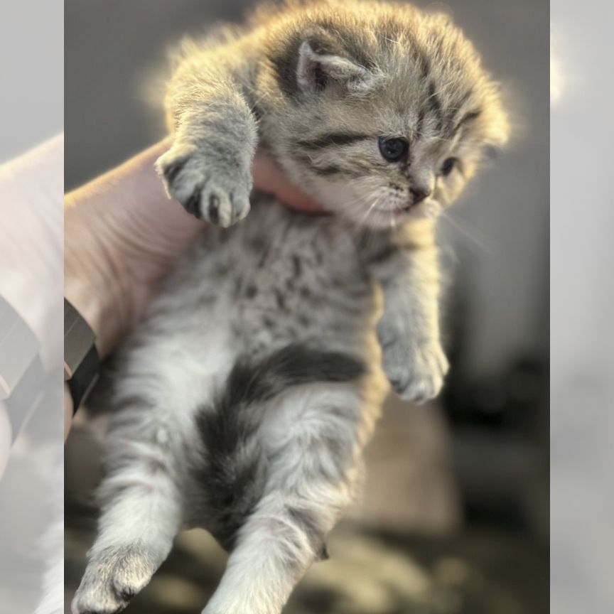 Шотландские котята