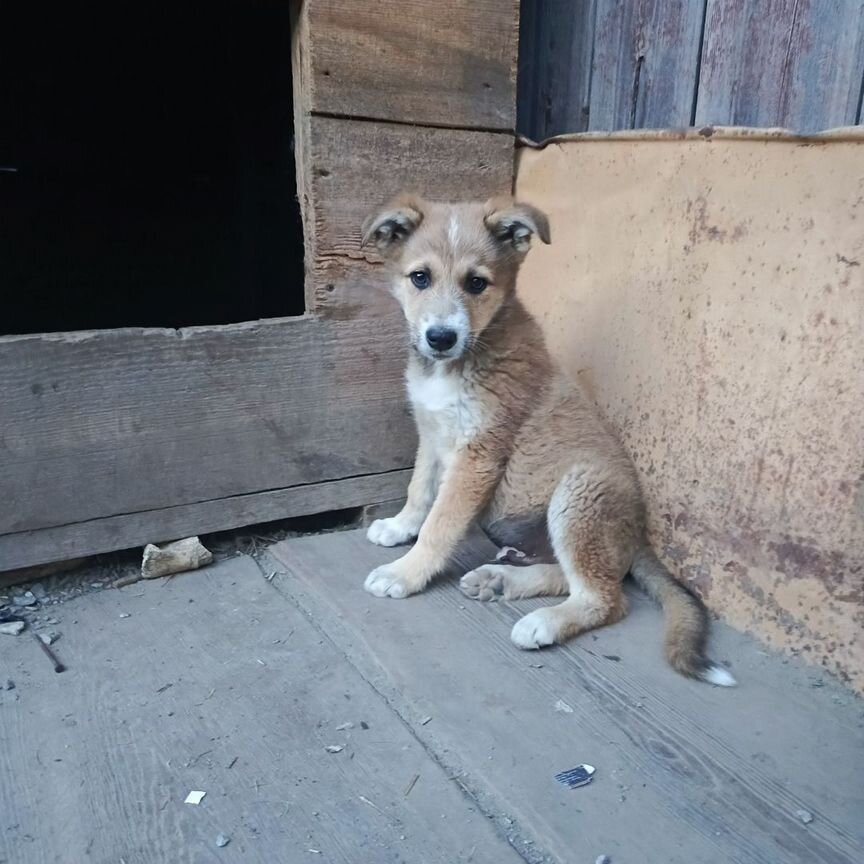 Отдам щенят