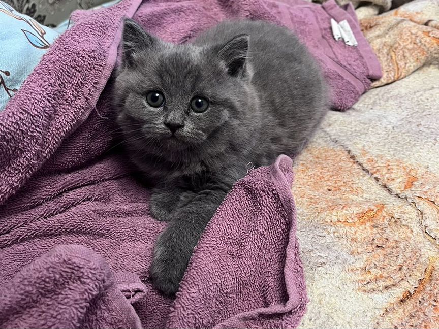Британские котята