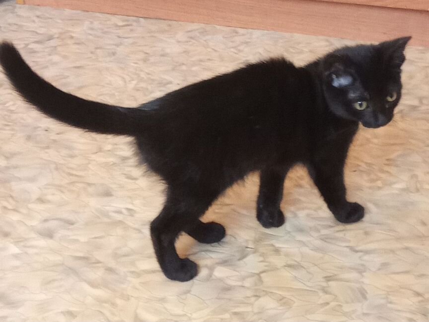 Котенок в добрые руки