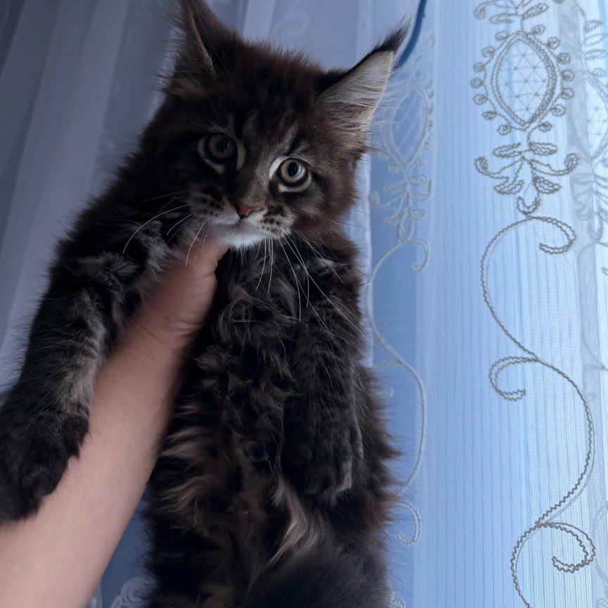 Мейн-кун котёнок
