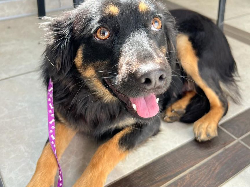 Собака в добрые руки