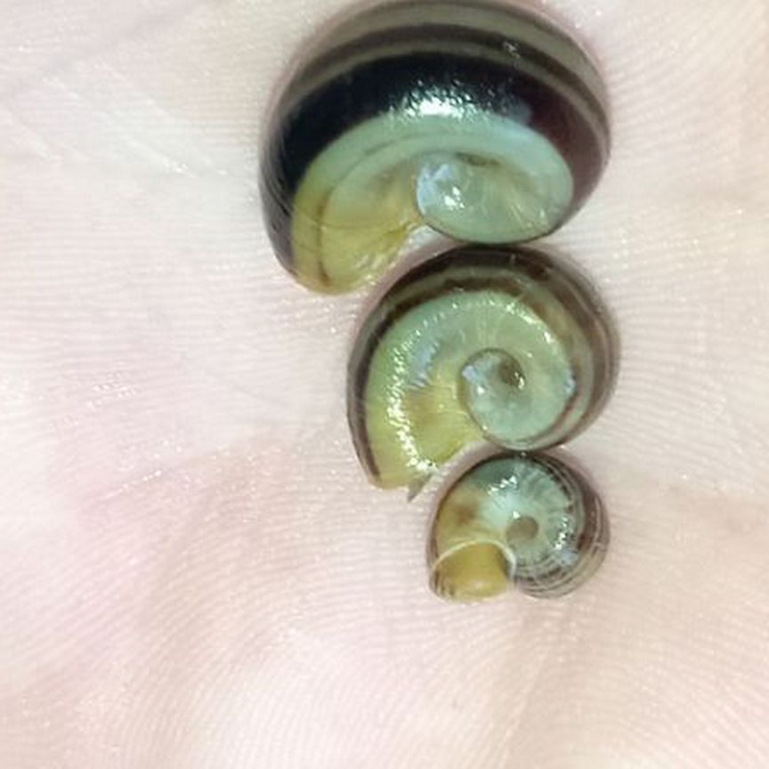 Отдам бесплатно аквариумных улиток мариз