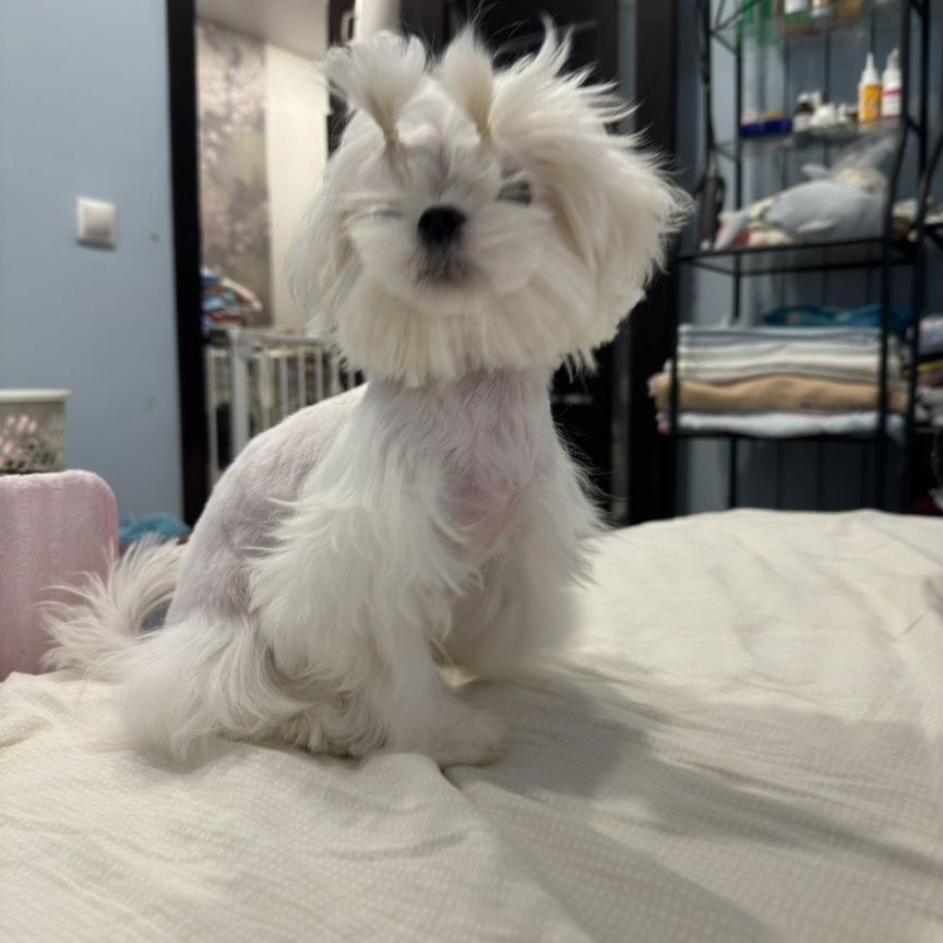 4 мес. Импорт Корея Мальчик. Уже В россии