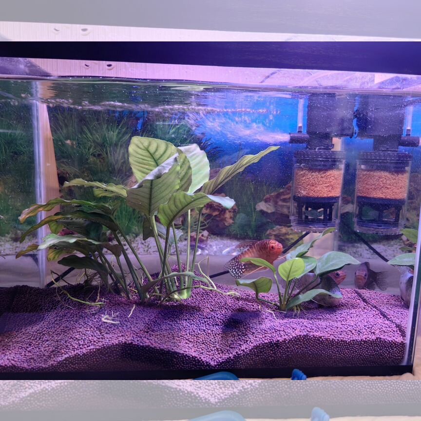 Аквариумные рыбки и растения